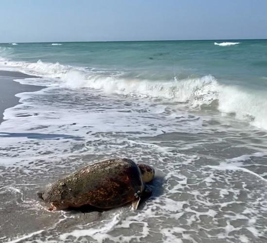 Nesting off to fast start: Turtle patrollers, residents help free ...