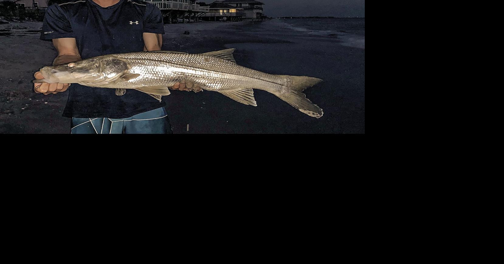 Snook at the beach | Waterline | yoursun.com