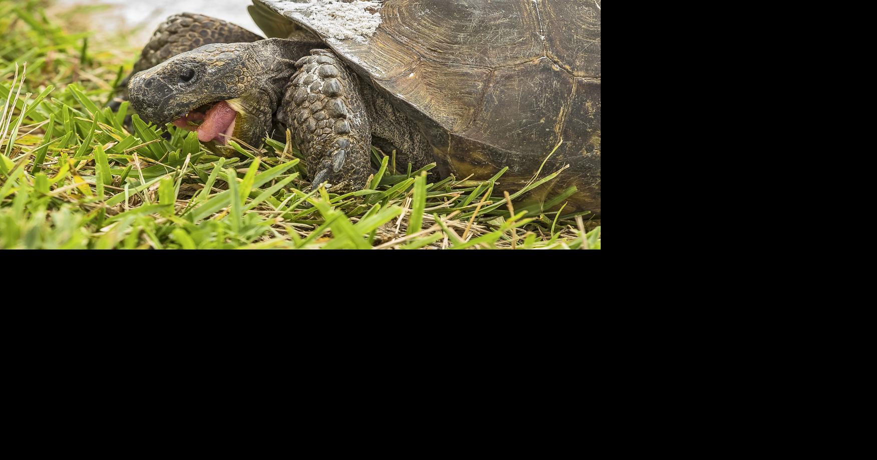 Tortoises on the go | Waterline | yoursun.com