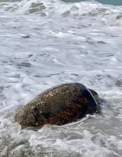 Nesting off to fast start: Turtle patrollers, residents help free ...