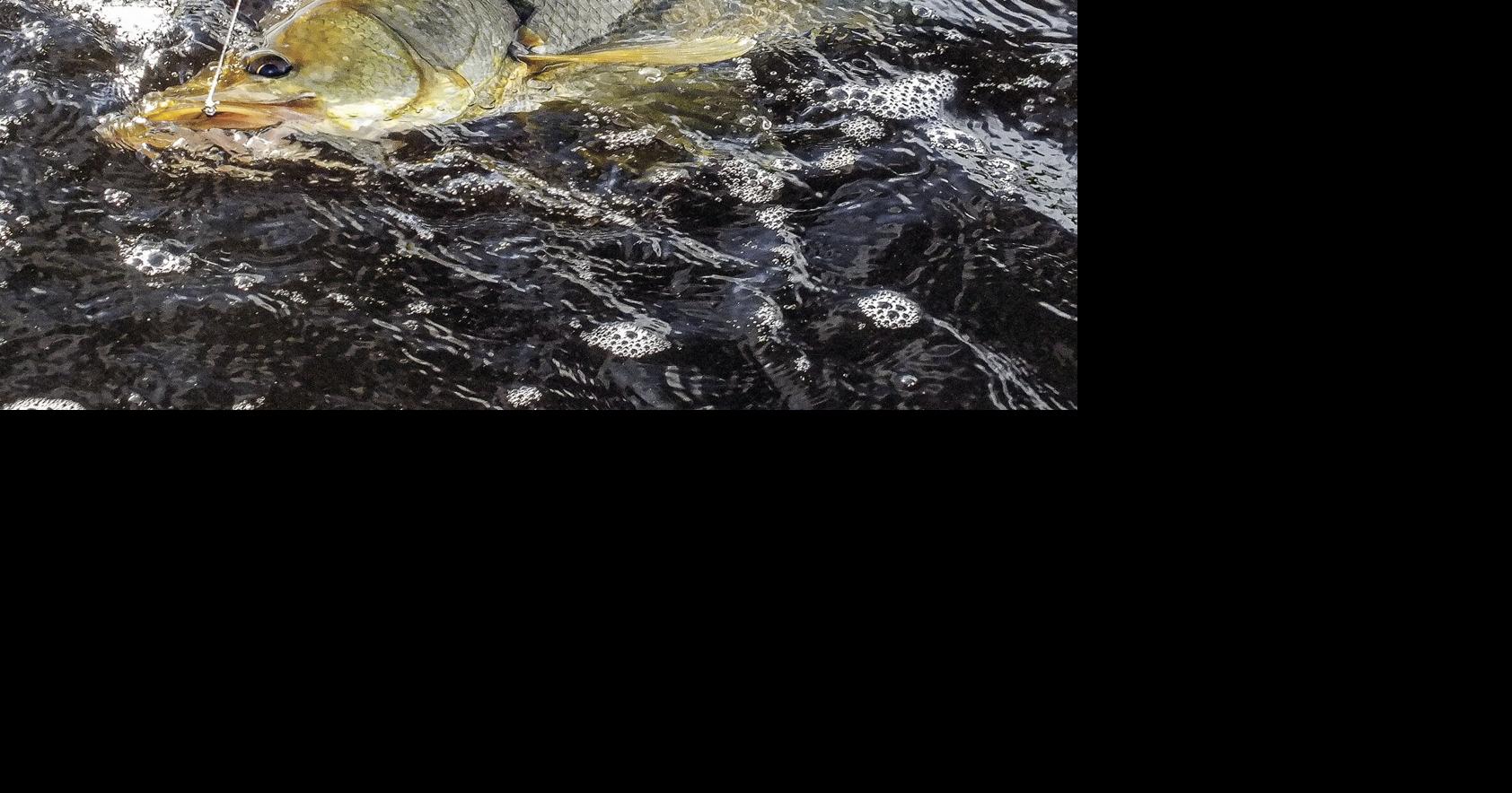 Why is the Harbor brown? | Waterline | yoursun.com