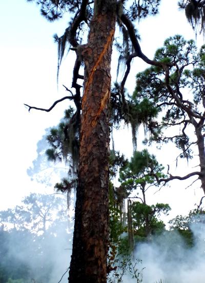 Lightning hits tree at Cedar Point, causes fire | News Archives ...