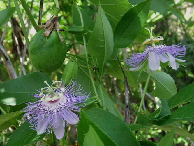 Plant passionflower for the zebra longwing butterfly | News Archives ...