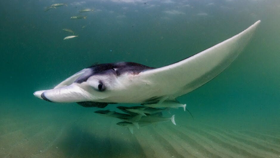 Manta rays create mobile ecosystems, study finds | Waterline | yoursun.com