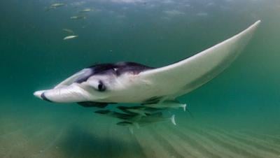 Manta rays create mobile ecosystems, study finds | Waterline | yoursun.com