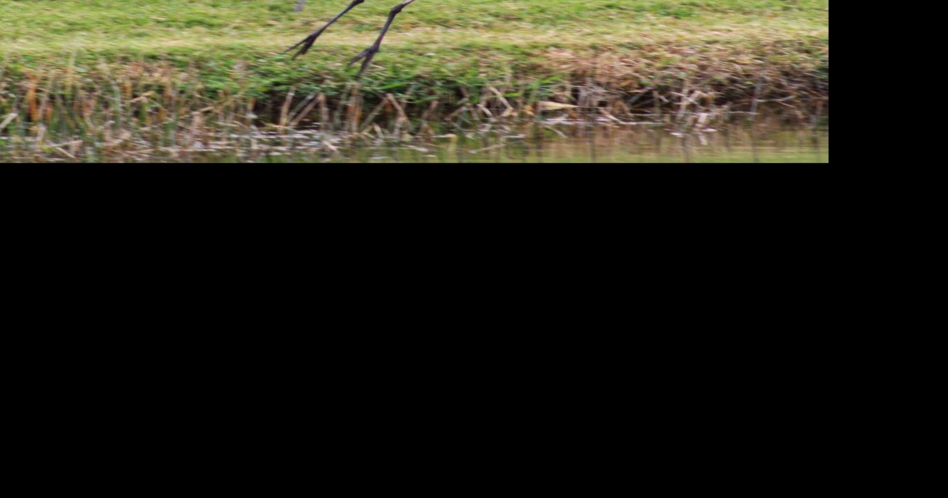 Bird battle | News Archives | yoursun.com