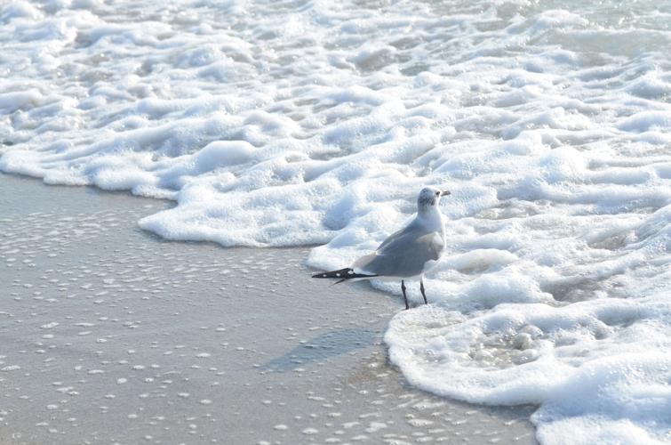 Beautiful beaches of Manasota Key | News Archives | yoursun.com