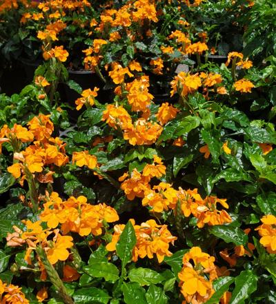COLUMN | The 'firecreacker flower,' crossandra is partial to shade ...