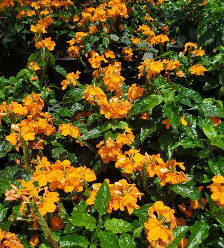 COLUMN | The 'firecreacker flower,' crossandra is partial to shade ...