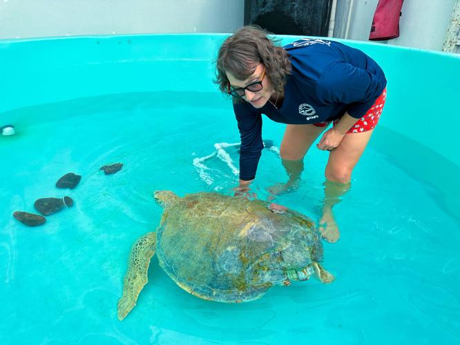 Mote’s Sea Turtle Protection Zone initiative urging boaters to ‘Go Slow ...