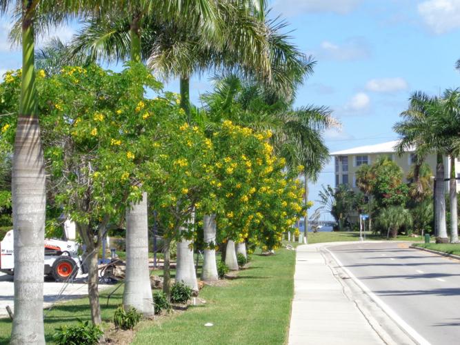 On the landscape menu – the scrambled egg tree | Port Charlotte News ...