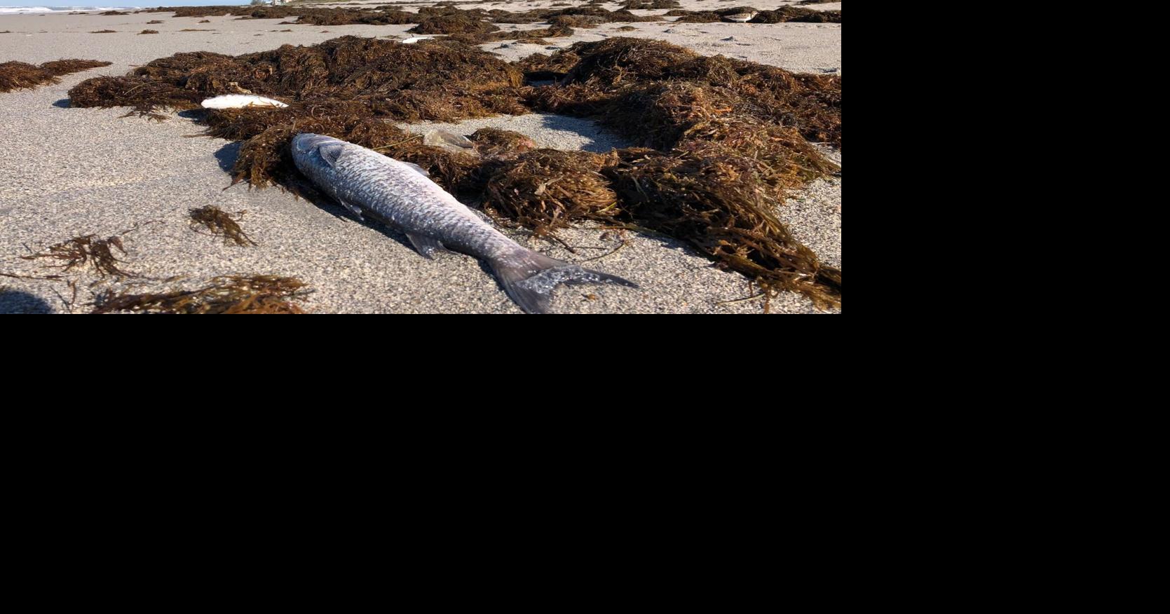 Red tide fighters: Good news, bad news from the front lines | News ...