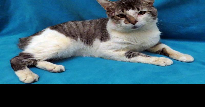 AWL Pet of the Week | News Archives | yoursun.com