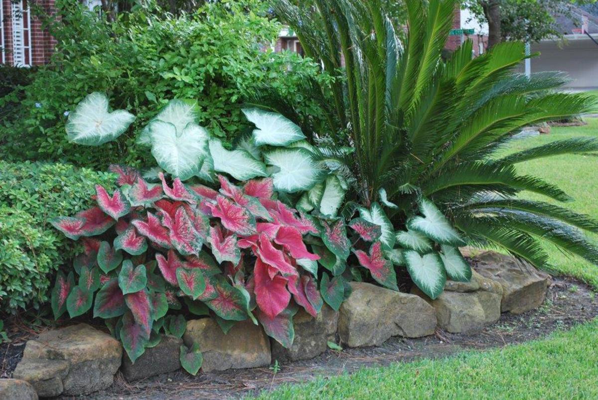 Creating captivating caladium landscapes | News | yoursun.com