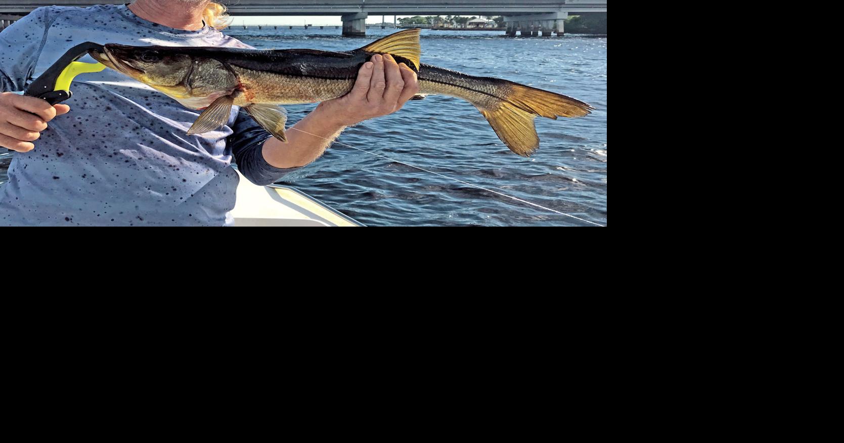 Snook in fresh water | Waterline | yoursun.com