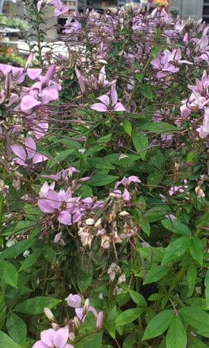 COLUMN: Magnificent cleomes: No spiders, just flowers | Port Charlotte ...
