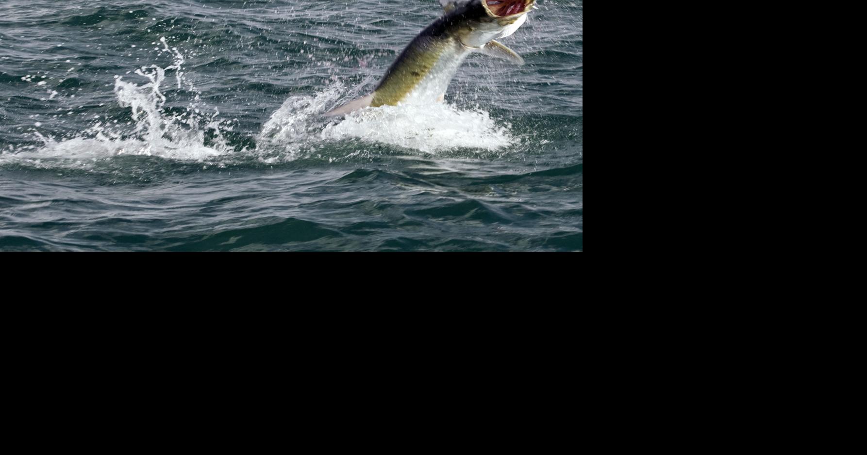Know your local fish | News Archives | yoursun.com