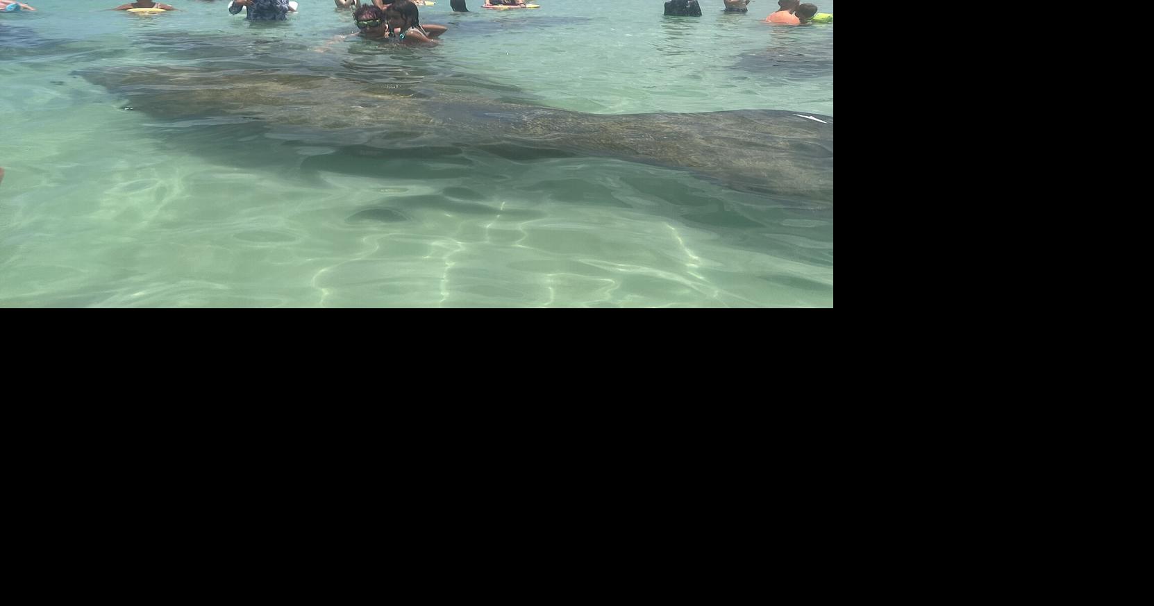 Manatees visit North Jetty, delight swimmers | News | yoursun.com