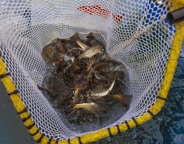 Conservation group restocks Charlotte Harbor with 2,000 redfish | The ...