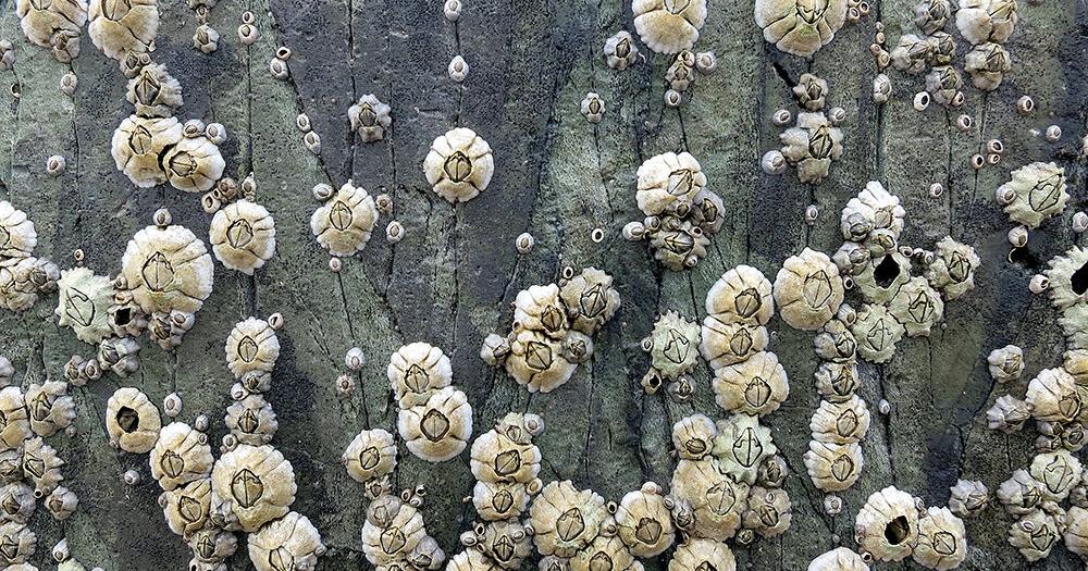 Oh, barnacles! | Waterline | yoursun.com