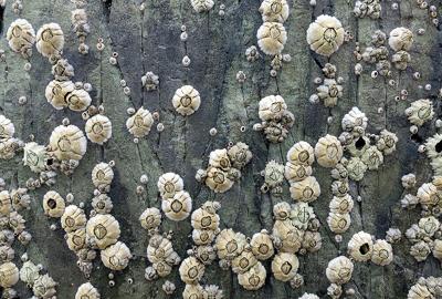 Oh, barnacles! | Waterline | yoursun.com
