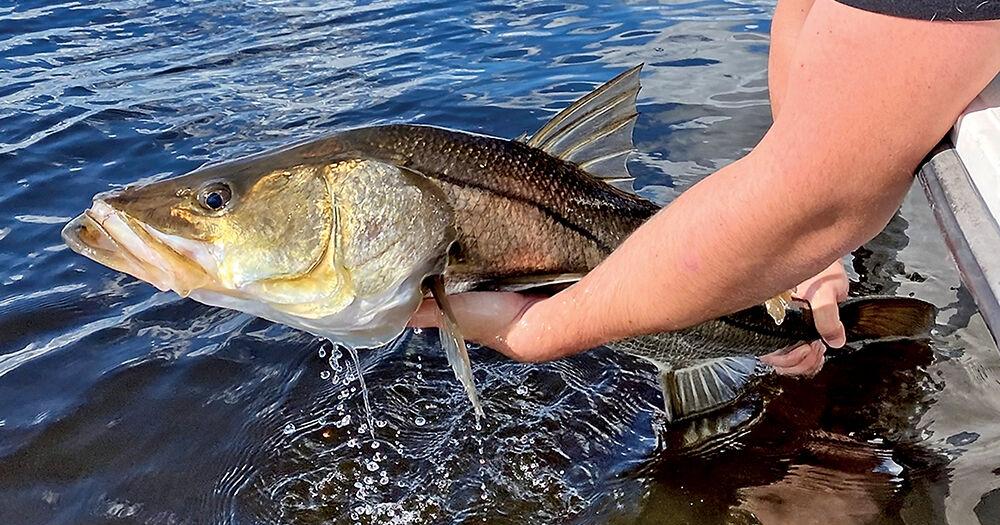 What does a fish see or hear? | Waterline | yoursun.com