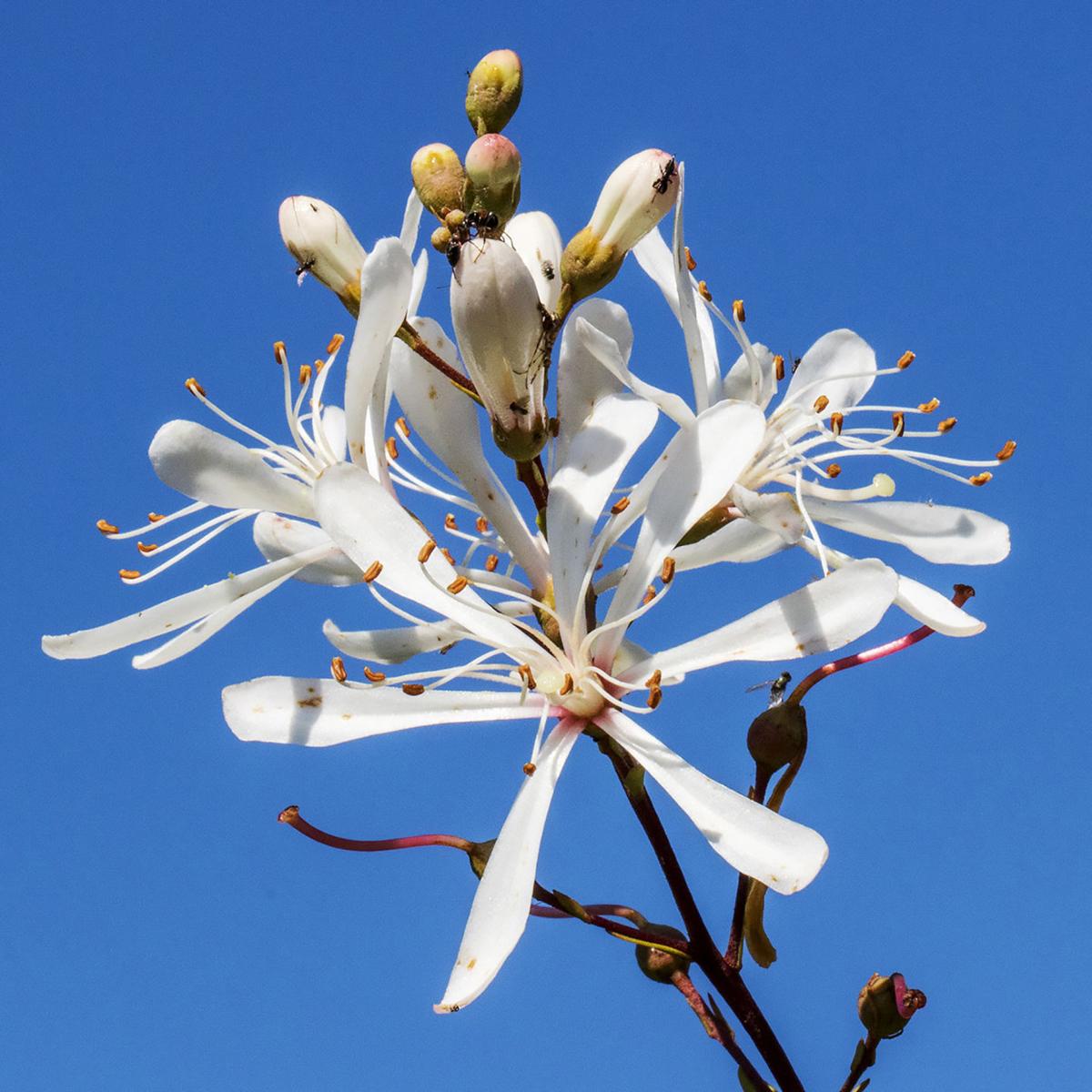 The tarflower: Pretty but sticky | Features | yoursun.com