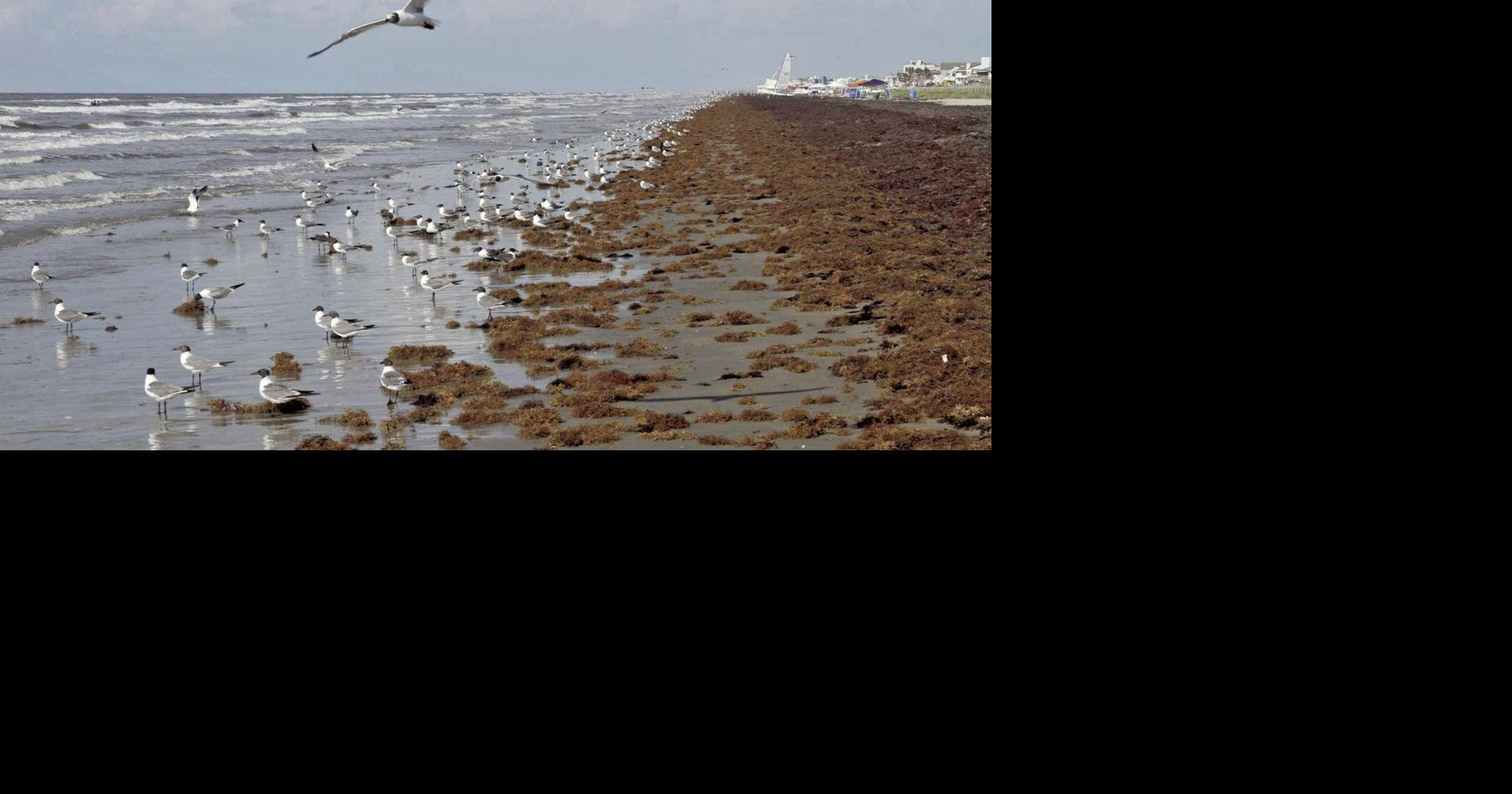 Seaweed: More than just slimy gunk | Waterline | yoursun.com
