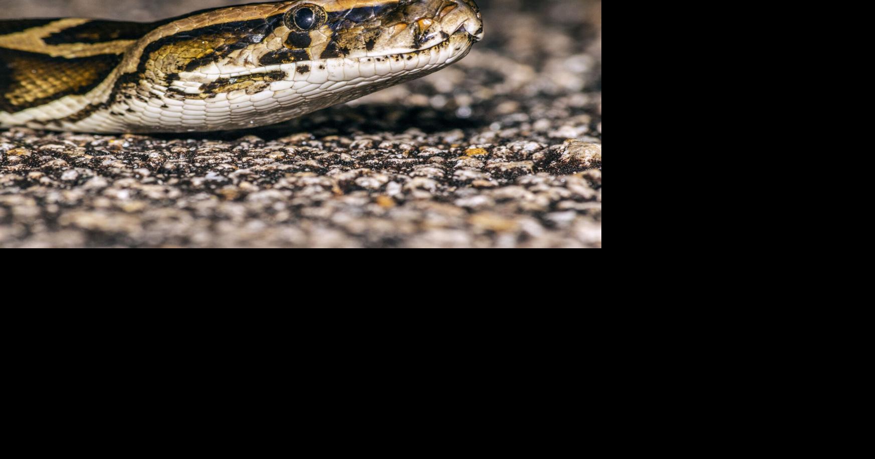 Nine-foot python captured in Englewood | The Daily Sun | yoursun.com