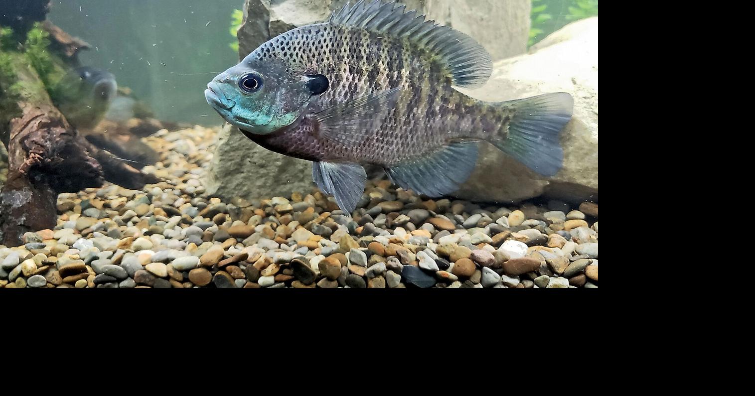 Want to be a better fisherman? Get a fish tank | Waterline | yoursun.com