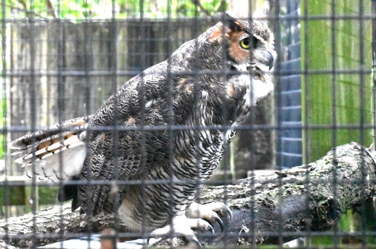 Peace River Wildlife Center set for relaunch in Punta Gorda | News ...