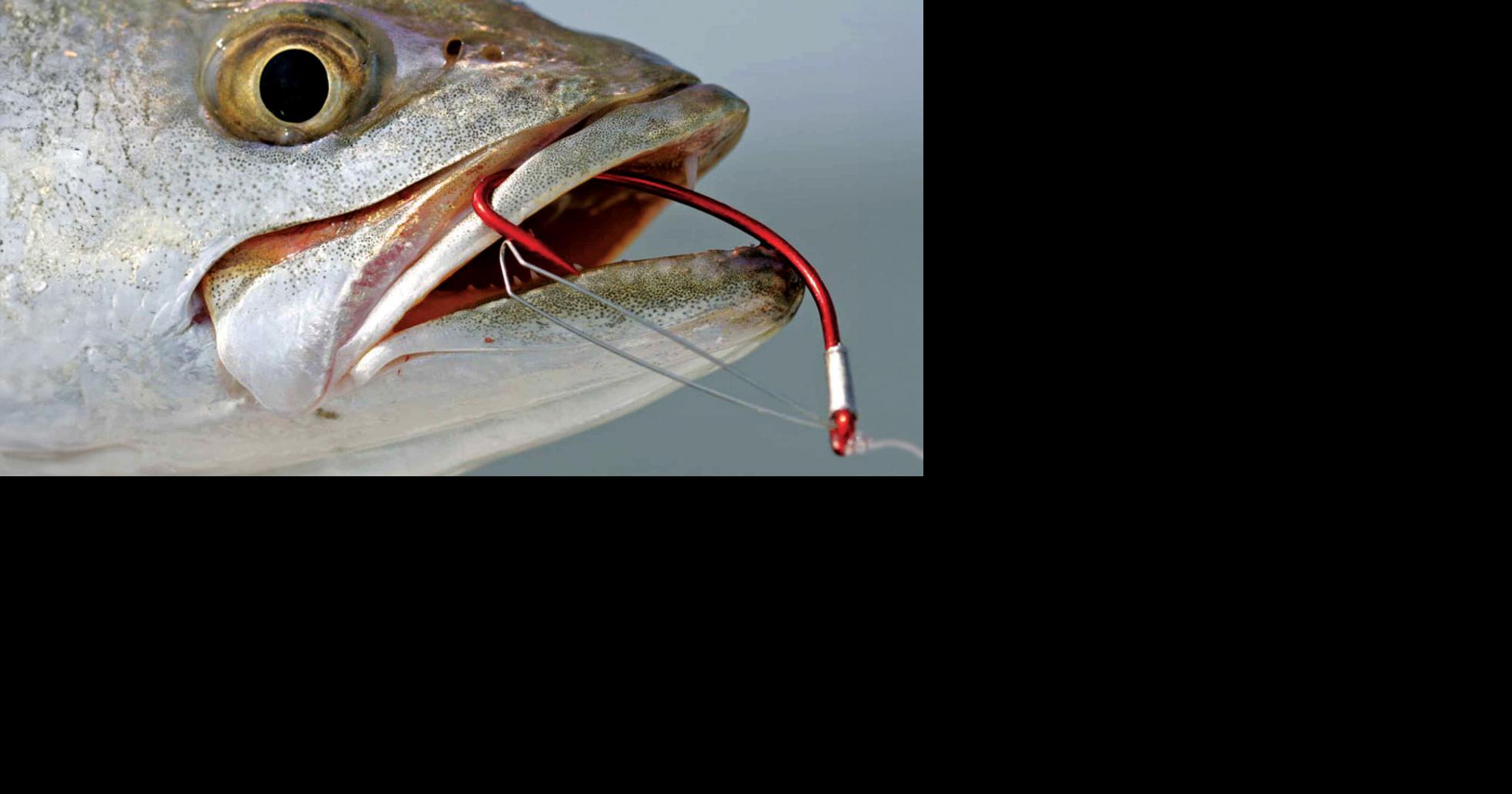 Help those trout survive to get big | Waterline | yoursun.com