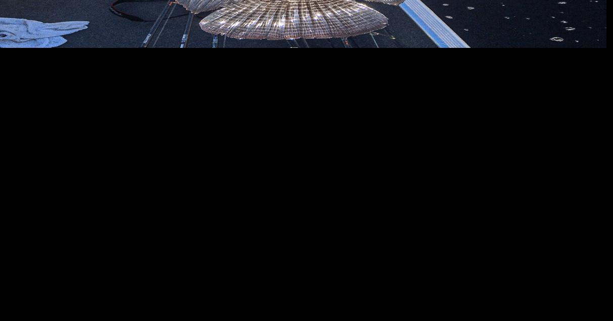 Surprise! Fish do what fish do | Waterline | yoursun.com