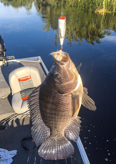 Surprise! Fish do what fish do | Waterline | yoursun.com