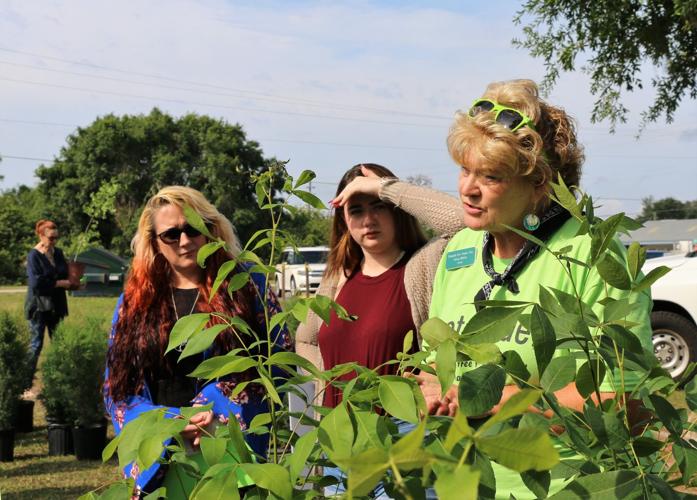 Tree Fair 2019 | Go! | yoursun.com