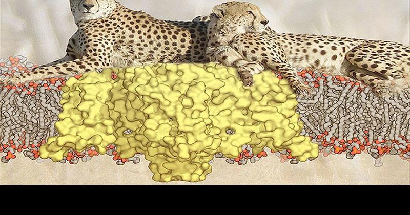 Mechanism of electrical signaling in cells revealed | Sebring | yoursun.com