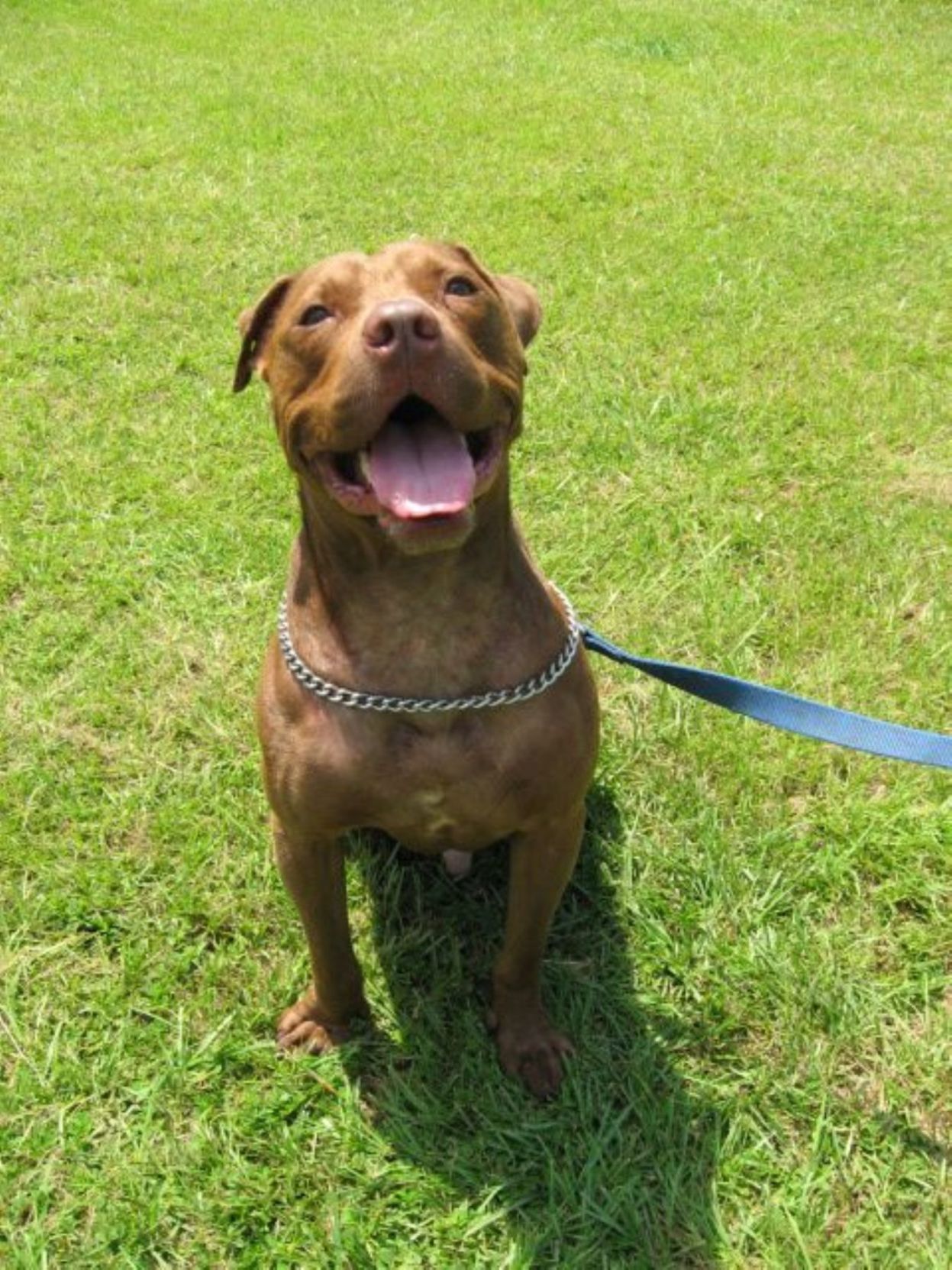 AWL pets of the week | News Archives | yoursun.com