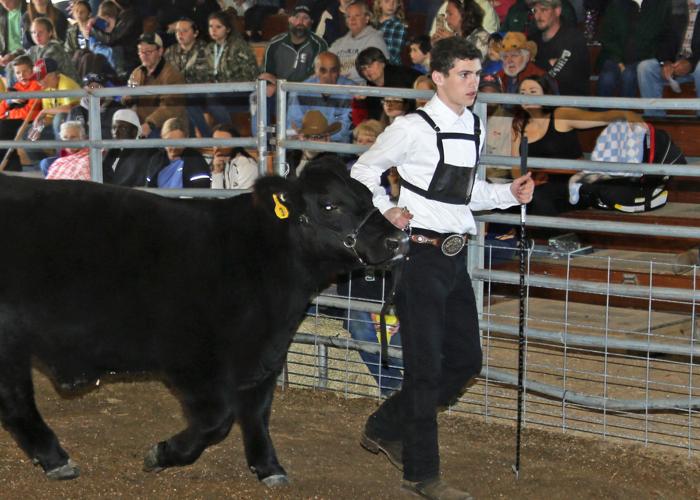 Charlotte Fair Steer show takes place | News Archives | yoursun.com