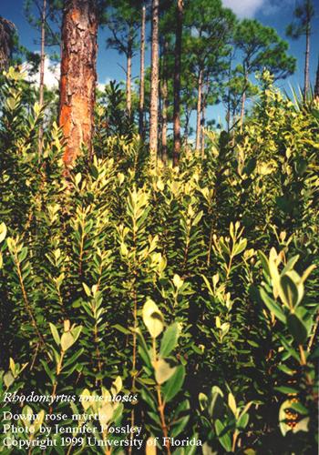 Rooting out invasive species | The Daily Sun | yoursun.com