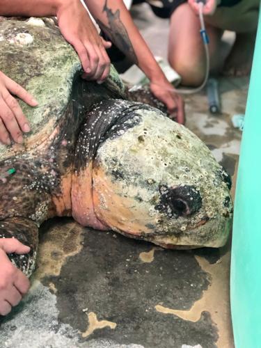 Rare male behemoth loggerhead released in Venice | | yoursun.com