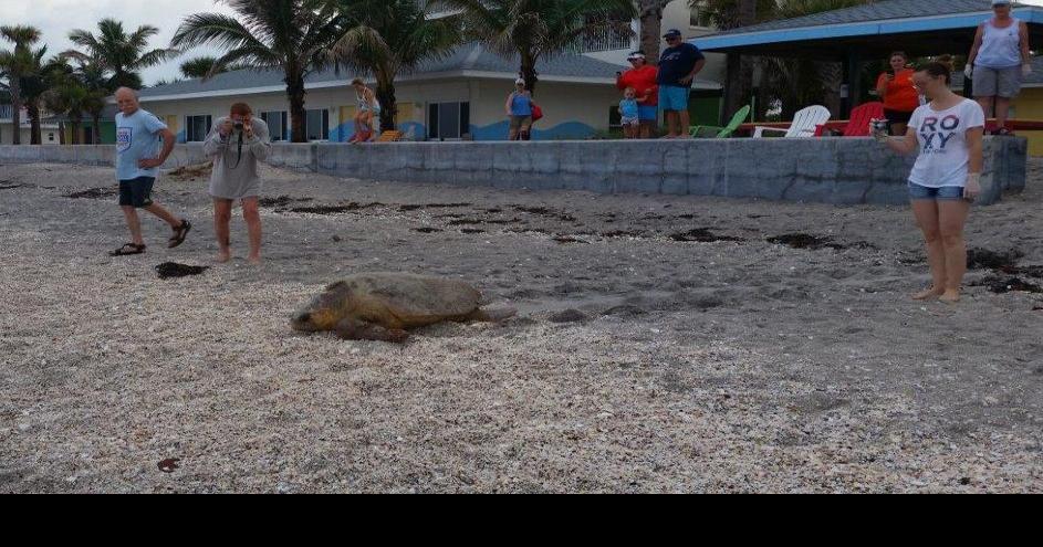 Rescuers save sea turtle at Weston’s WannaB | News Archives | yoursun.com