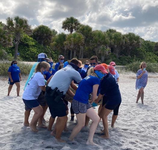 Rare male behemoth loggerhead released in Venice | The Gondolier ...