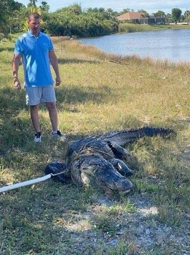 Sheriff helps capture gator during fishing trip | Port Charlotte News ...