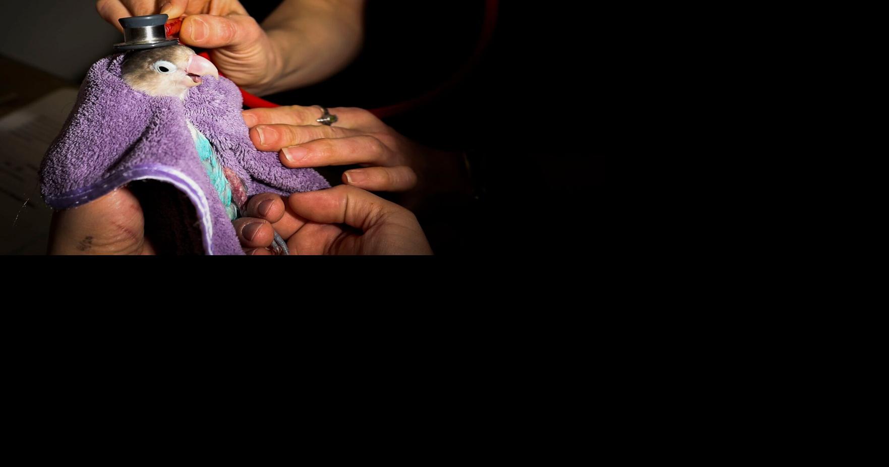 Got a parrot with osteoporosis? A turtle with an infected ovary? Call ...