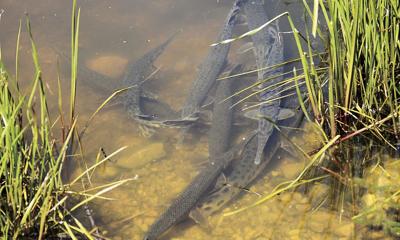 Spawning season for all | Waterline | yoursun.com