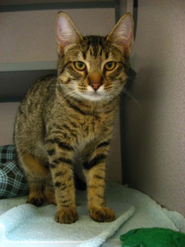 AWL pets of the week | News Archives | yoursun.com