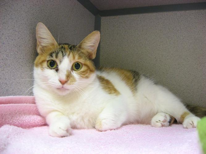 AWL pets of the week | News Archives | yoursun.com