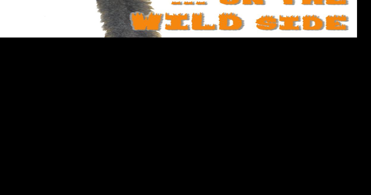 Special day to see lemurs in Myakka City | News Archives | yoursun.com