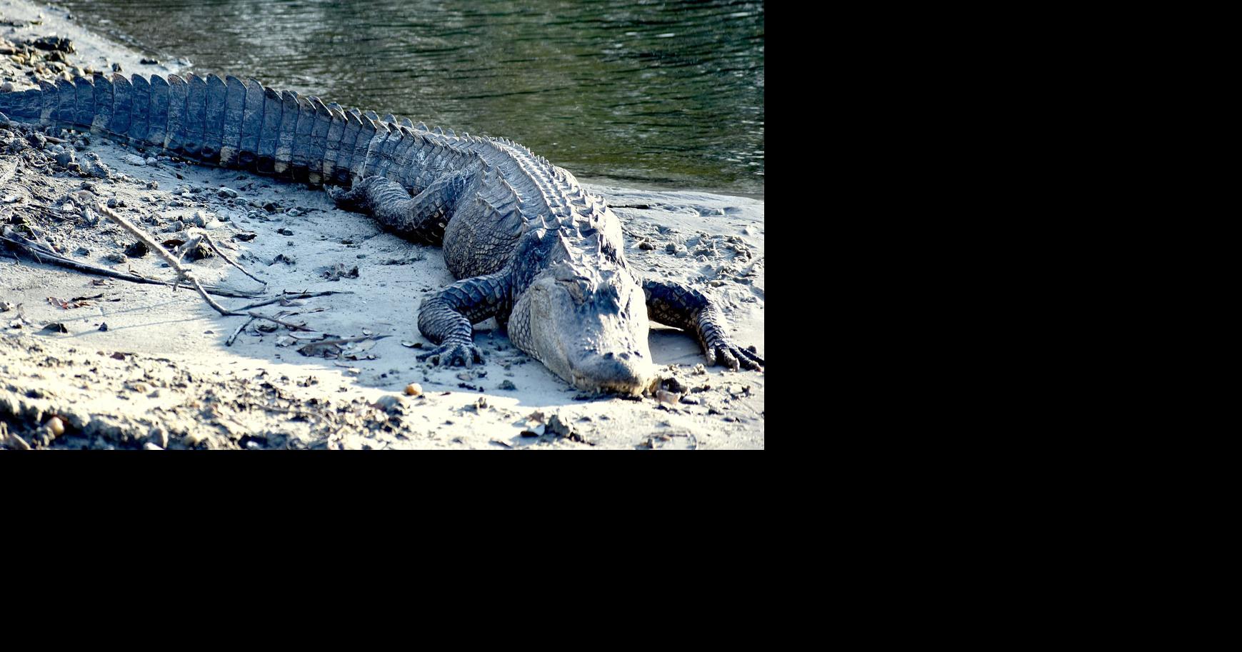 Special gator permits put on hold | Port Charlotte News | yoursun.com