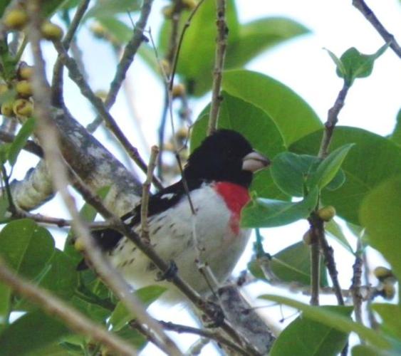 ‘Fallout’ boosts bird sightings | News Archives | yoursun.com